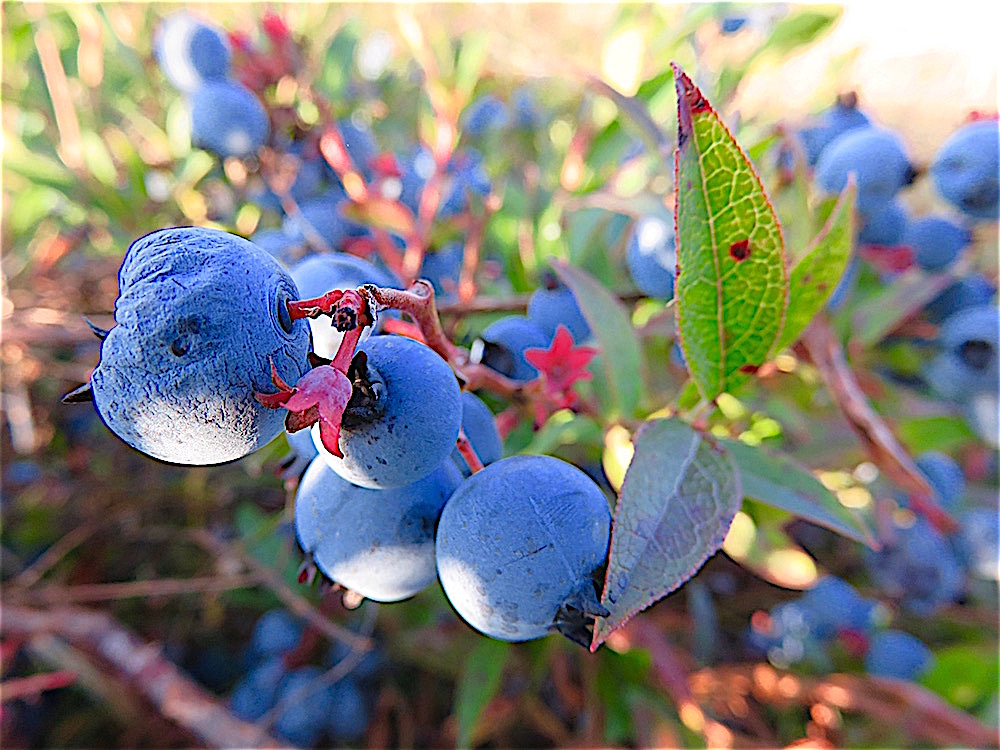 Blueberry Bloom: Flower of the Day, Sept 8, 2016 | lifelessons – a blog ...