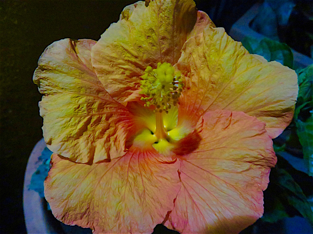 Obelisco: Flower of the Day, Jan 1, 2017!!!!! | lifelessons – a blog by ...