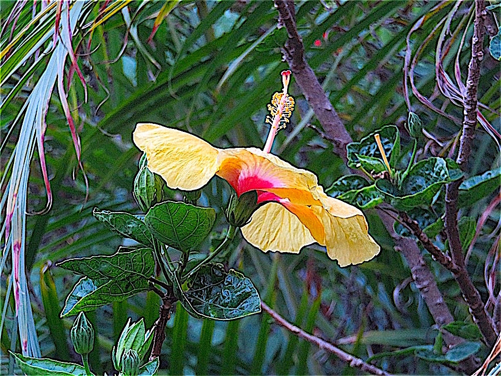 Obelisco: Flower of the Day, June 15, 2017 | lifelessons – a blog by ...