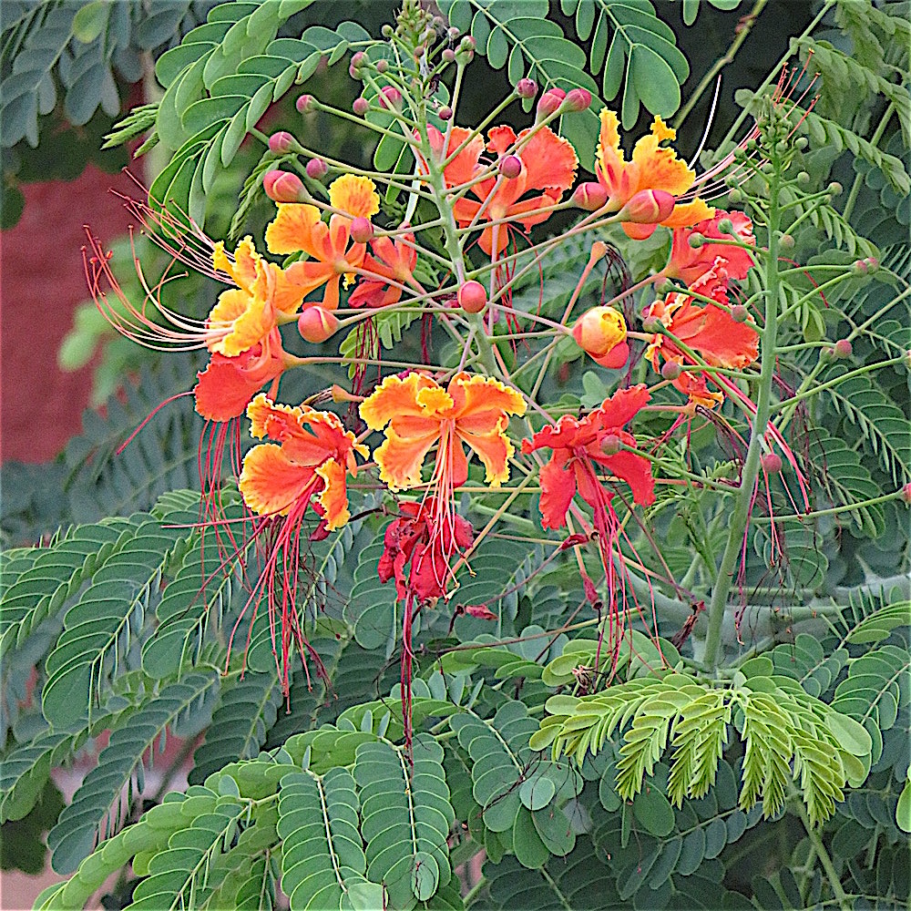 Tabachine: Flower of the Day, July 20, 2017 | lifelessons – a blog by ...