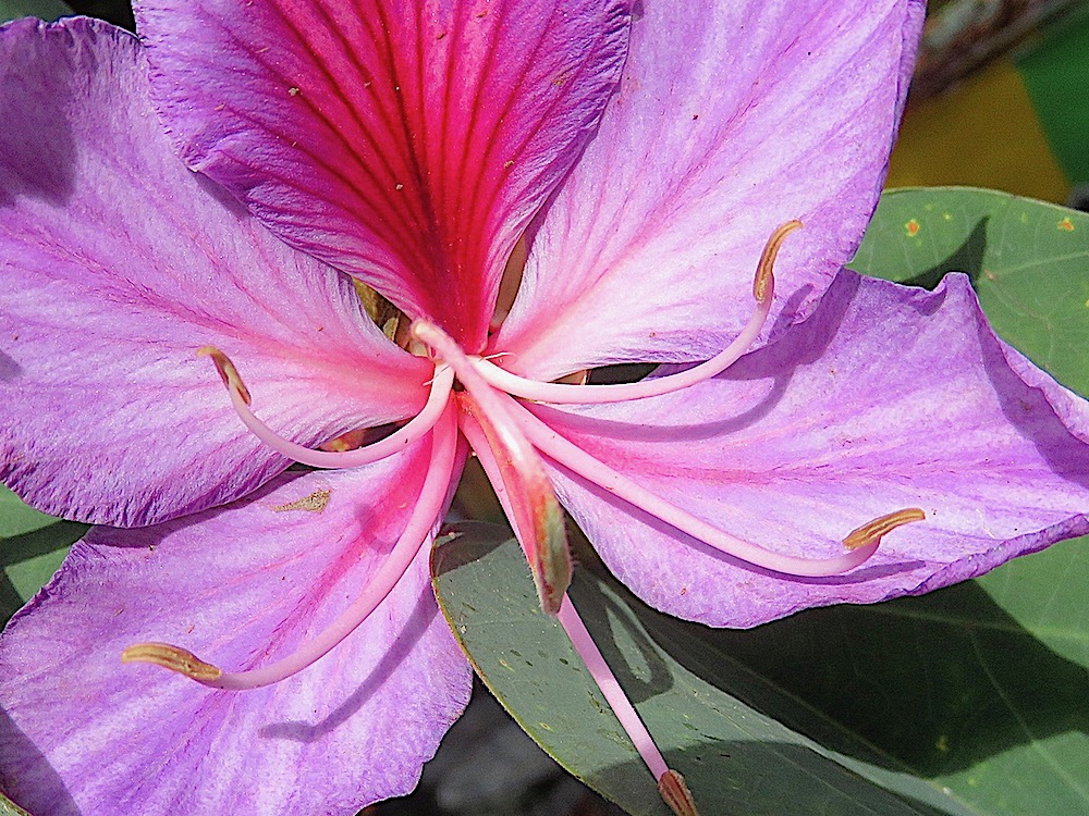 Does Anyone Know What this Flower Is? | lifelessons – a blog by Judy ...