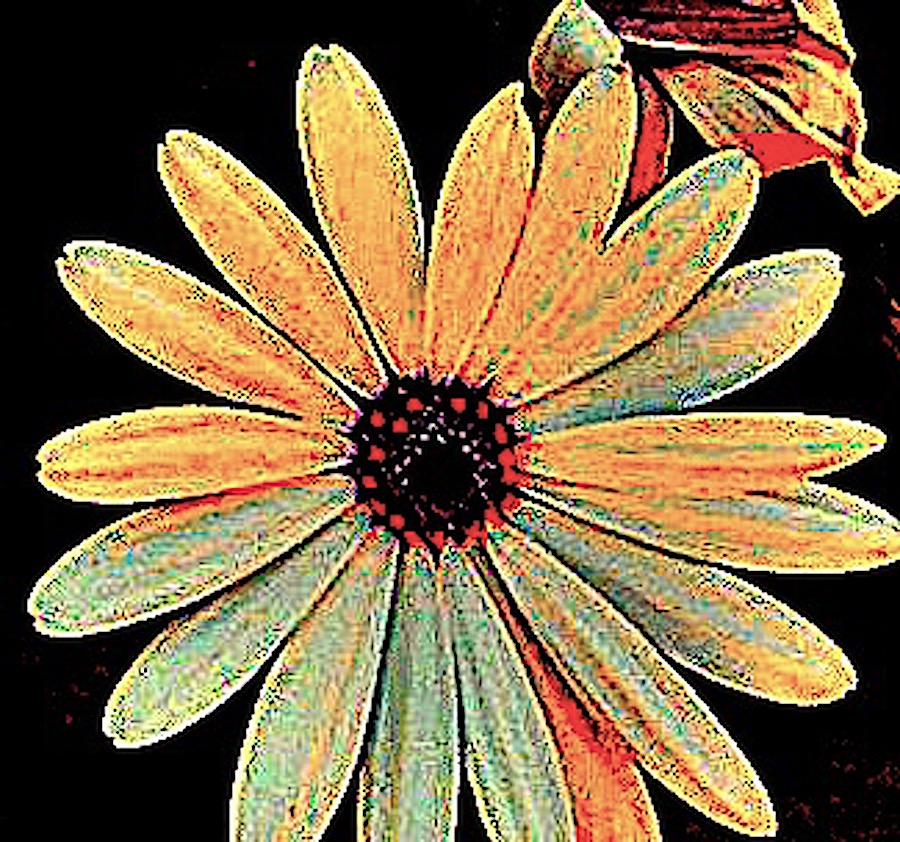 Upsy Daisy: Flower of the Day, Mar 16, 2018 | lifelessons – a blog by ...