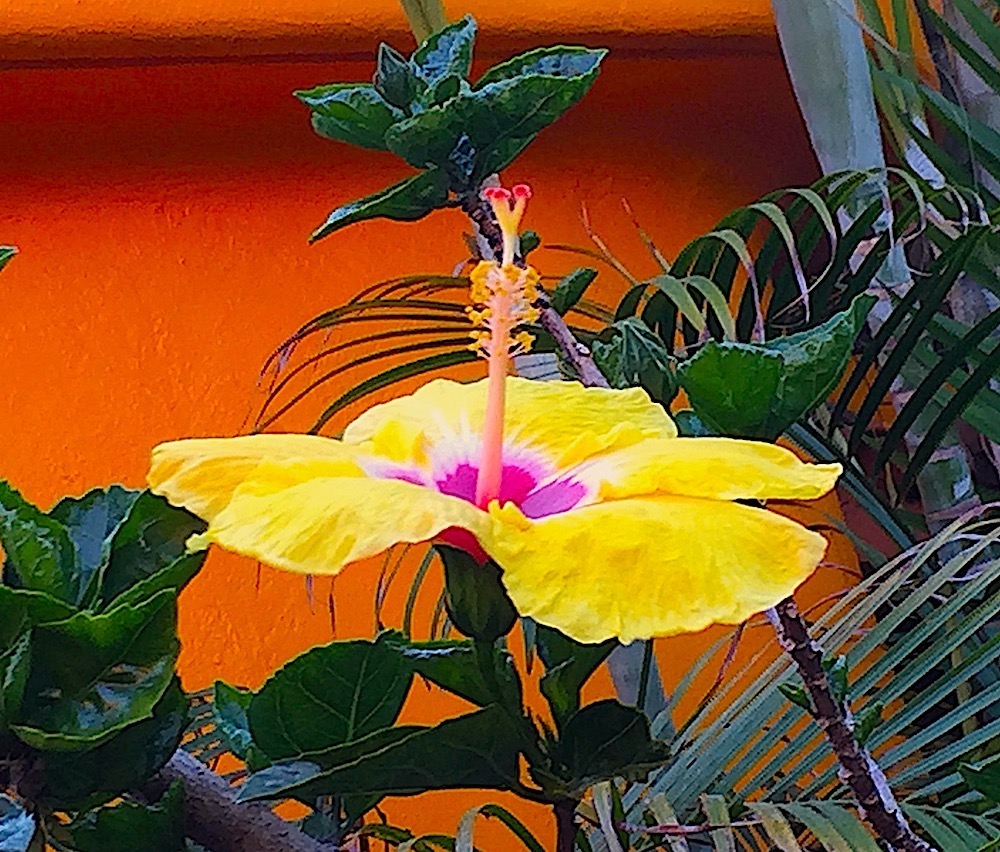 Flower of the Day, May 22, 2018 | lifelessons – a blog by Judy Dykstra ...