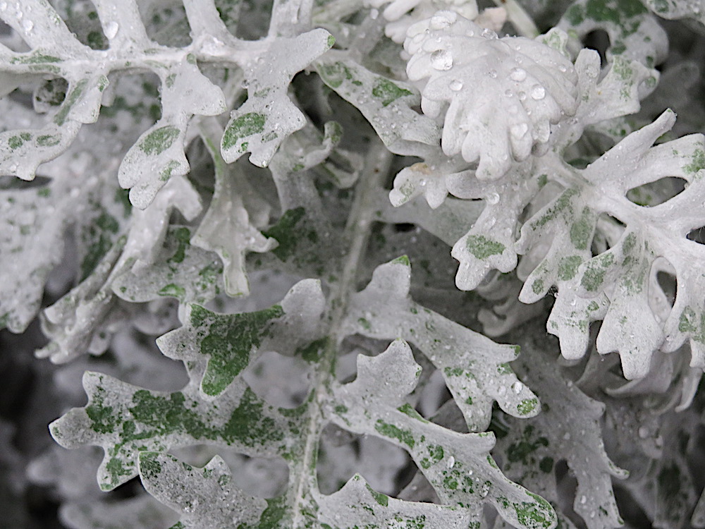 Dusty Miller in the Rain: Flower of the Day, Jul 17, 2018 | lifelessons ...