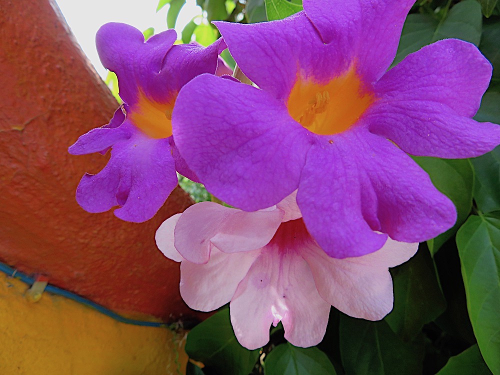 Unidentical Triplets: Flower of the Day, Aug 10, 2018 | lifelessons – a ...