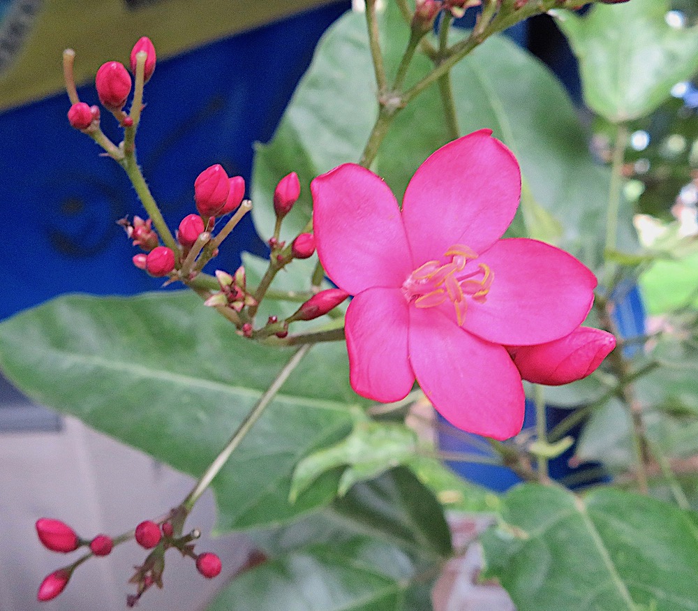 Dwarf Jatropha, Flower of the Day, June 22, 2019 | lifelessons – a blog ...