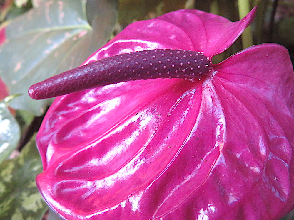 Flower of the Day: Anthurium | lifelessons – a blog by Judy Dykstra-Brown