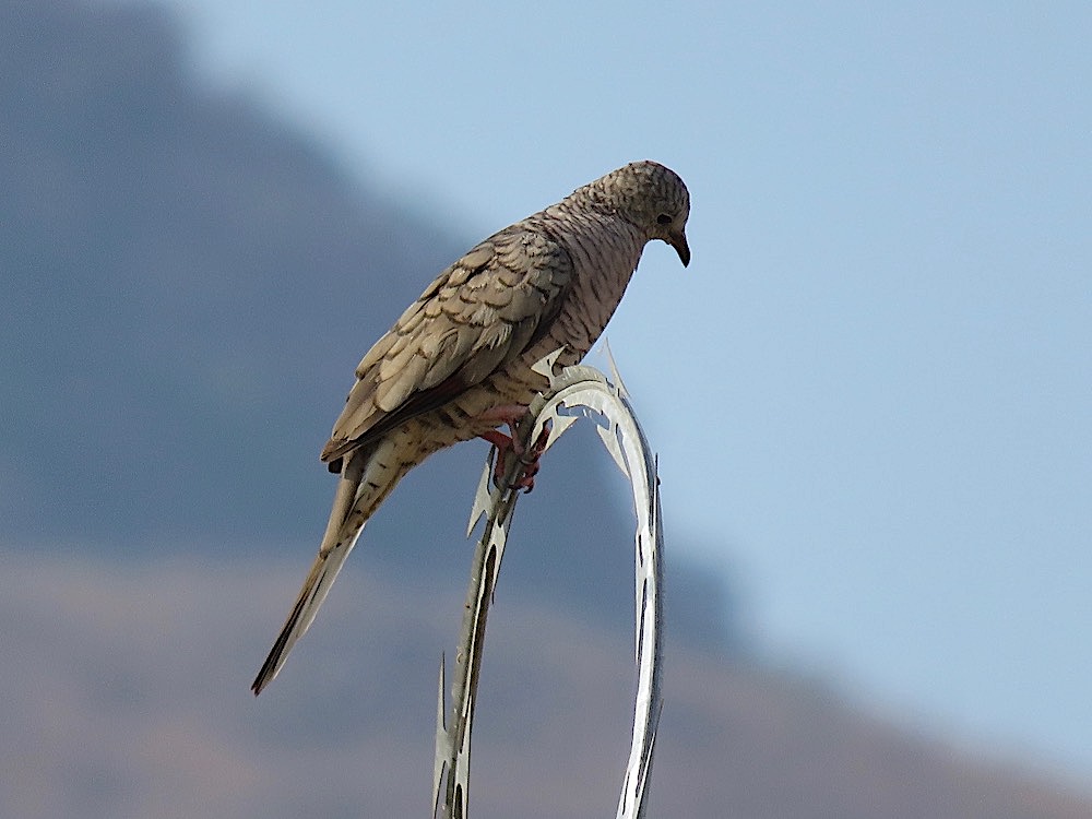 Razor’s Edge: Bird of the Day, Oct 12, 2019 | lifelessons – a blog by ...