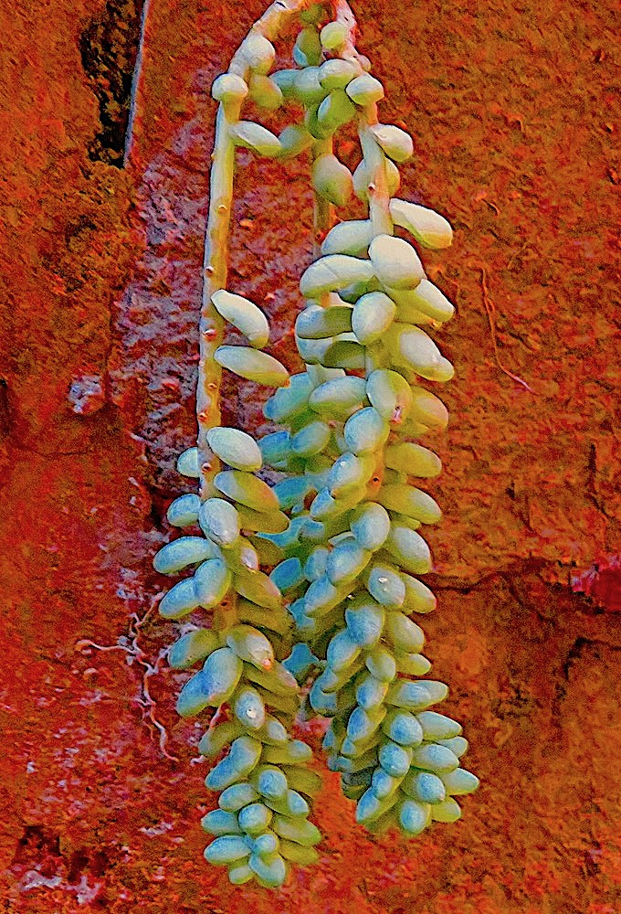 Mule Tail Plant | lifelessons – a blog by Judy Dykstra-Brown