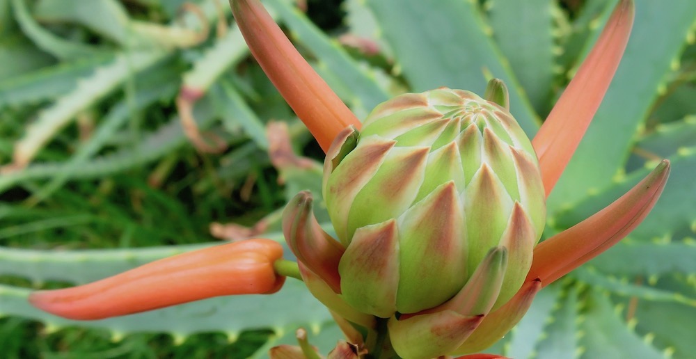Agave Bud: FOTD June 25, 2020 | lifelessons – a blog by Judy Dykstra-Brown